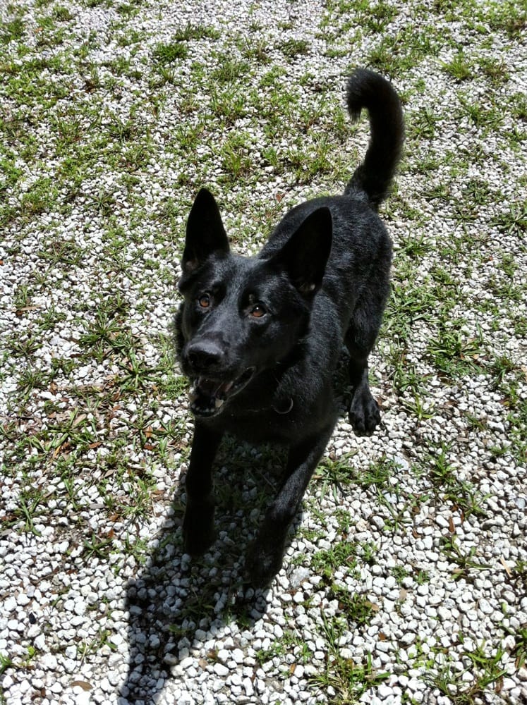 JSO K9/MOUNTED UNIT - 1076 W Duval St, Jacksonville, Florida - Police ...