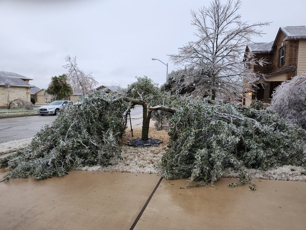 HECTOR TREE SERVICE & LANDSCAPING - Updated January 2026 - 16 Photos ...