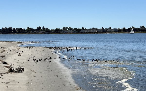 ALAMEDA BEACH - Updated October 2025 - 472 Photos & 161 Reviews - 2351 ...