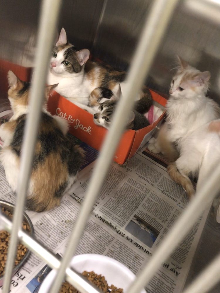 INDIANAPOLIS ANIMAL CARE SERVICES - 46 Photos & 41 Reviews - 2600 S ...