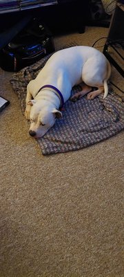 ANIMAL FRIENDS - 71 Photos & 58 Reviews - 562 Camp Horne Rd, Pittsburgh ...