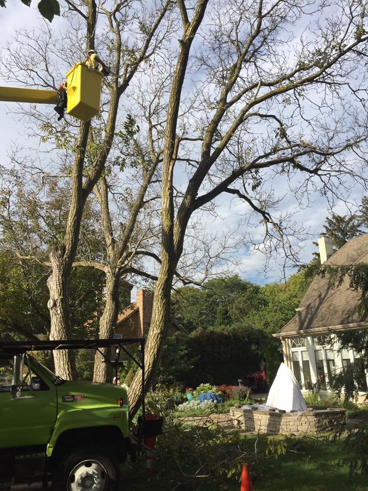 BAYER TREE SERVICE - Updated August 2025 - 21 Photos - Swanton, Ohio ...