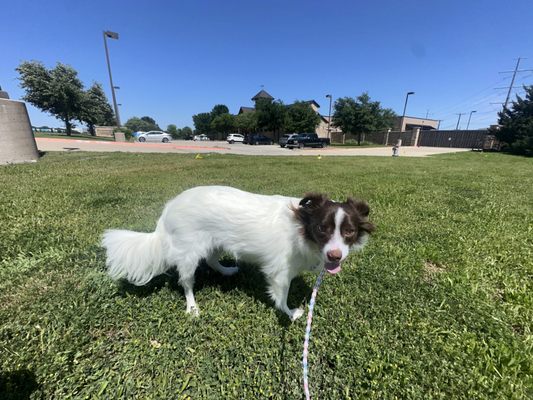 DFW HUMANE SOCIETY - Updated January 2026 - 12 Photos & 11 Reviews ...