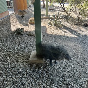 SAGUARO CORNERS RESTAURANT & BAR - Updated January 2026 - 706 Photos ...