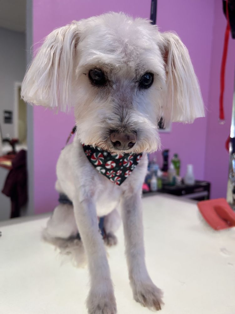 THE PAW SPA PET GROOMING - Updated December 2025 - 24 Photos - 1899 ...