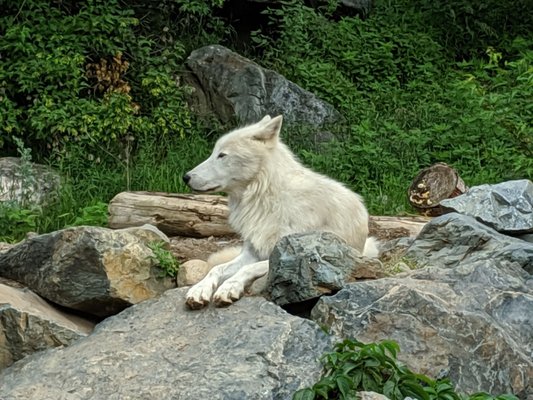 INTERNATIONAL WOLF CENTER - 56 Photos & 22 Reviews - Museums - 1396 Hwy ...