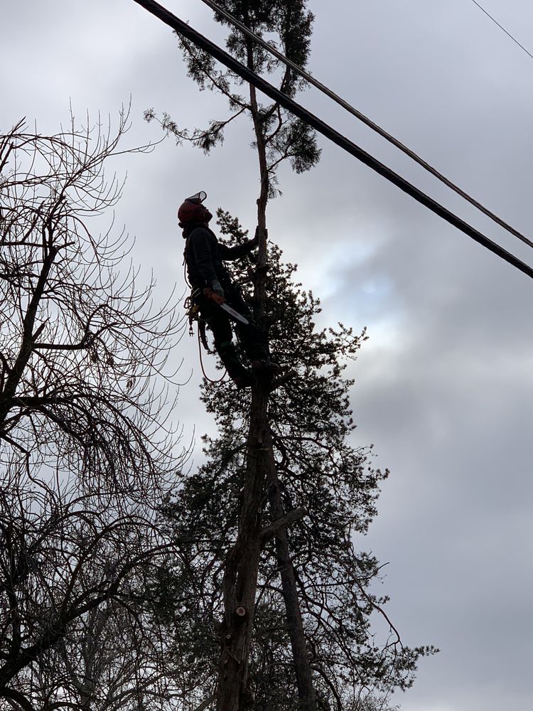 NORTH FORK TREE SERVICE - Updated December 2025 - 15 Photos & 10 ...