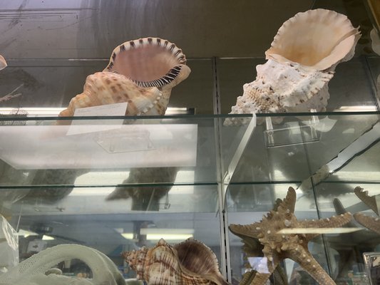 DISCOVERY SEASHELL MUSEUM - Updated July 2024 - 18 Photos - 2721 Asbury ...