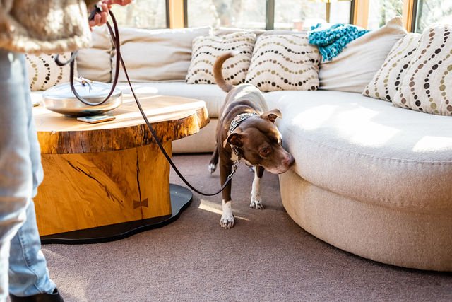 MASS BED BUG BUSTERS - Updated July 2025 - 26 Photos & 14 Reviews ...