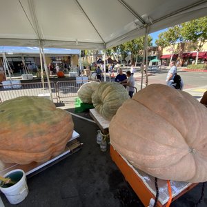 NUT TREE - 233 Photos & 119 Reviews - 1661 E Monte Vista Ave, Vacaville ...