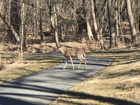 MATTHEW HENSON TRAIL - Updated February 2025 - 12 Photos - Silver ...