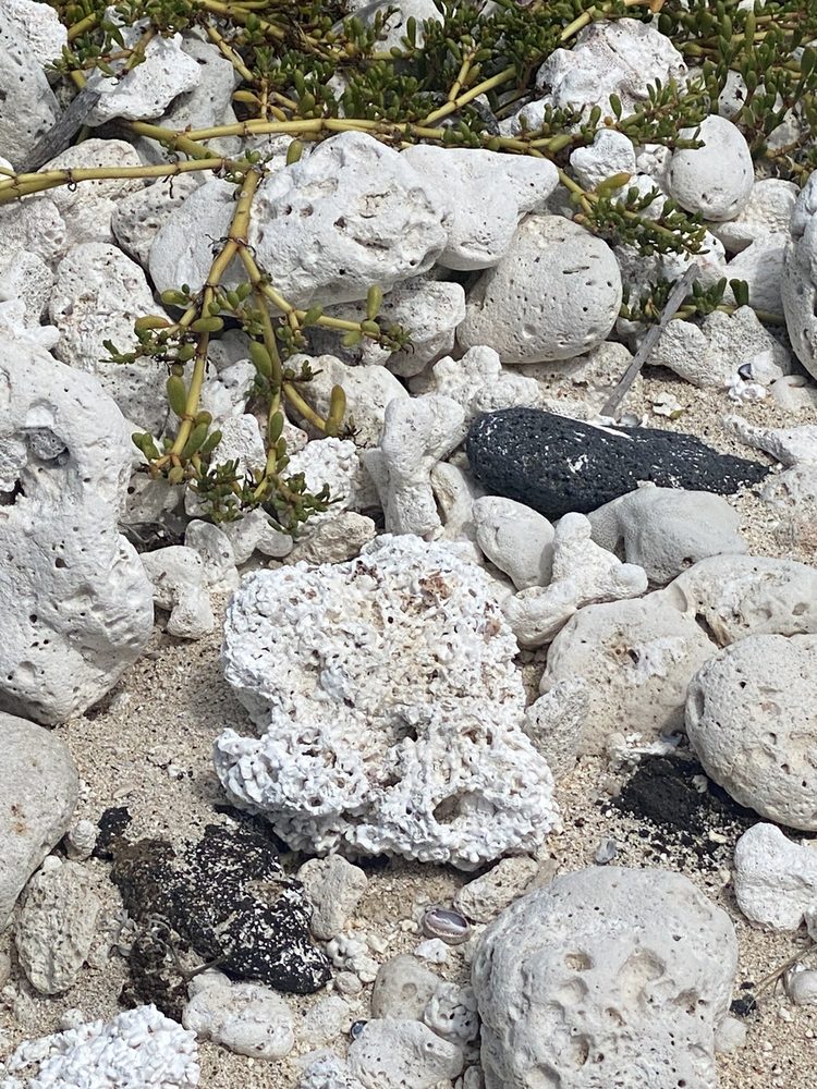 808 CLEANUPS - Updated August 2025 - 56 Photos & 24 Reviews - Honolulu ...