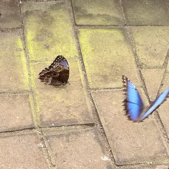 THE BUTTERFLY PLACE - Updated December 2025 - 320 Photos & 111 Reviews ...