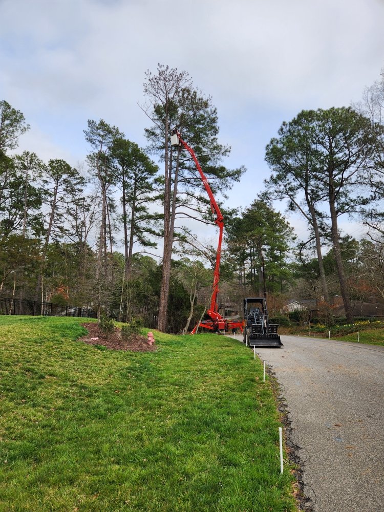 FORREST TREE SERVICE - Updated July 2025 - 13 Photos - 1219 Stone Rd ...