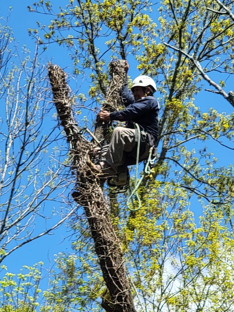 LEON TREE CRUZ - Updated September 2024 - 22 Photos - 4937 Barren ...