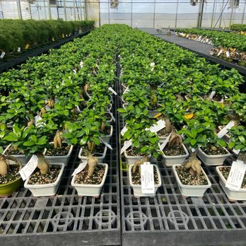 BRUSSEL’S BONSAI NURSERY - Updated December 2025 - 64 Photos & 42 ...