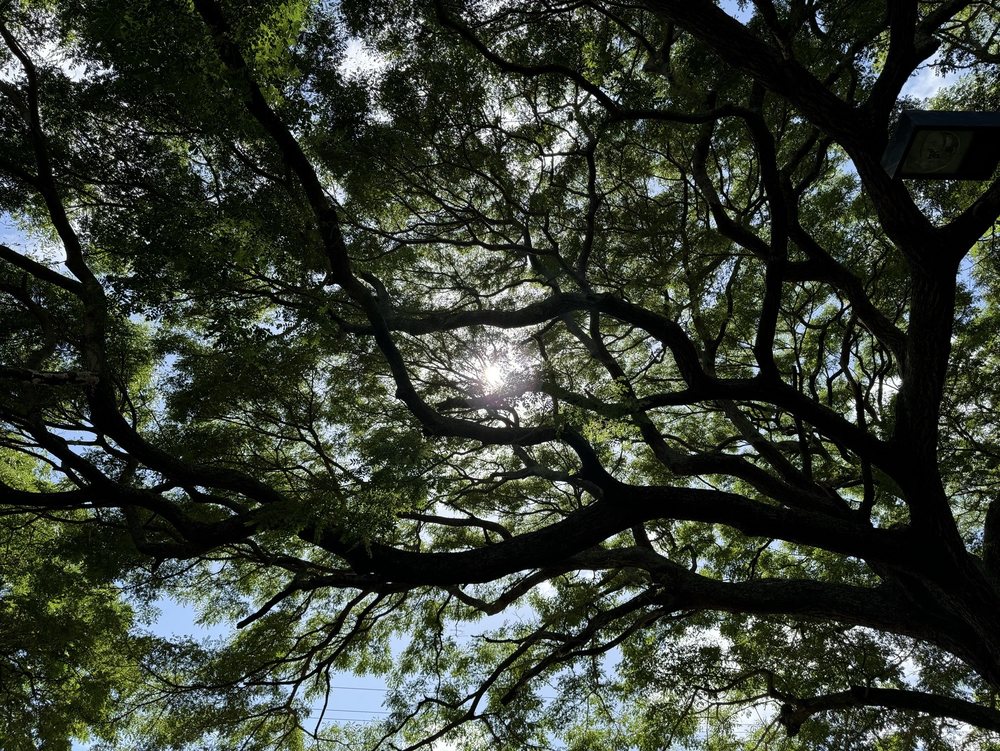 MARK TWAIN MONKEY POD TREE - Updated June 2026 - 95-6016 Mamalahoa Hwy ...