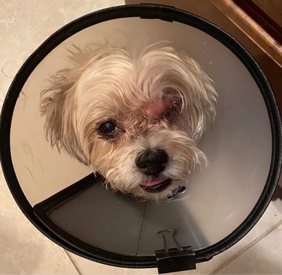 UF SMALL ANIMAL HOSPITAL - Updated July 2025 - 62 Photos & 112 Reviews ...