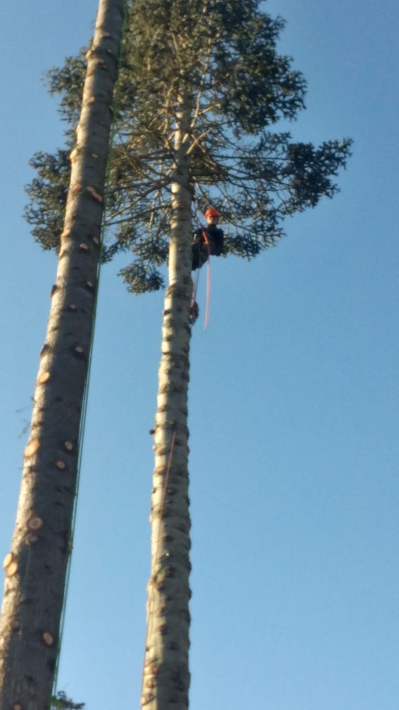 BELLINGHAM TREE TECH AND CARE - Updated March 2025 - Bellingham ...