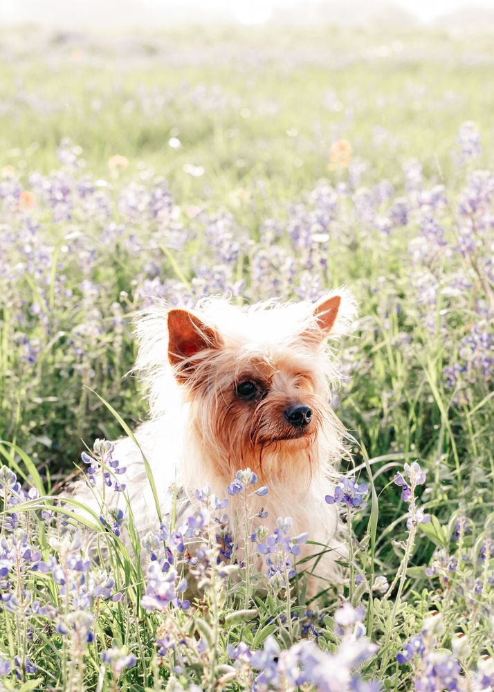 SUNNIE LEE PHOTO Austin, TX - Updated November 2024 - Request ...