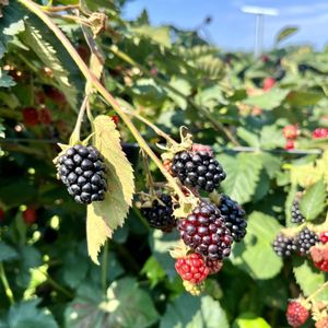 HANOVER VEGETABLE FARM - Updated December 2025 - 42 Photos & 26 Reviews ...