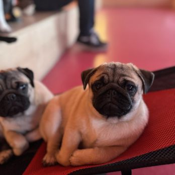 CUPPA PUG - Updated December 2024 - 39 Photos & 12 Reviews - 607 W 9th ...