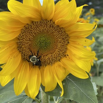 CULLIPHER FARM - Updated January 2025 - 362 Photos & 53 Reviews - 772 ...