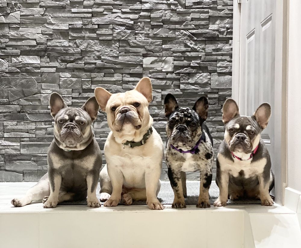 FREE TO FLY FRENCHIES - Updated March 2025 - Chicago, Illinois - Pet ...