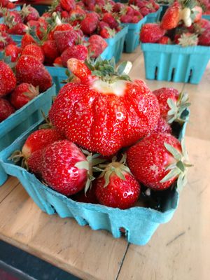 WICKHAM’S FRUIT FARM - Updated September 2025 - 40 Photos & 50 Reviews ...