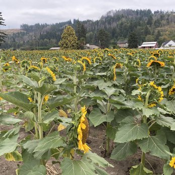 KNUTSON FARMS - Updated October 2024 - 61 Photos & 26 Reviews - 16406 ...