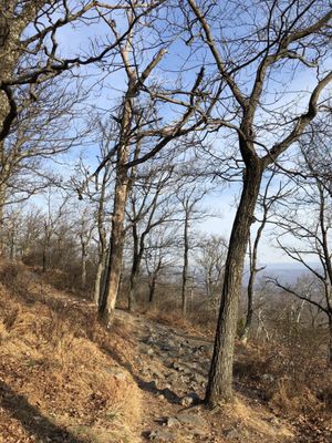 WORTHINGTON STATE FOREST - 168 Photos & 41 Reviews - 2 Old Mine Rd ...