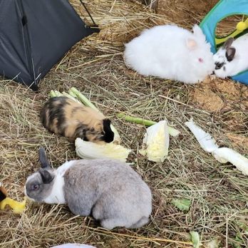 MAPLEWOOD FARM - Updated September 2025 - 252 Photos & 46 Reviews - 405 ...