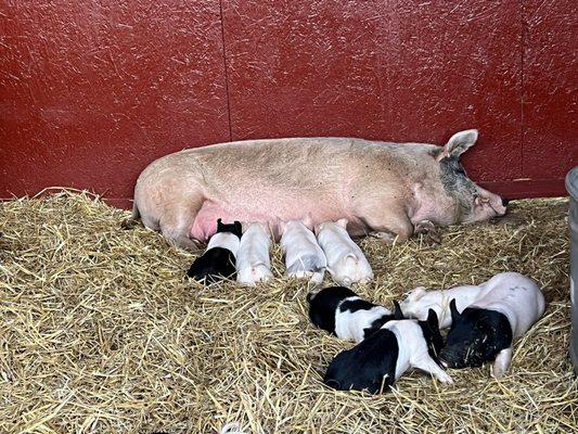 JOHANSEN FARMS - Updated October 2025 - 171 Photos & 111 Reviews - 710 ...