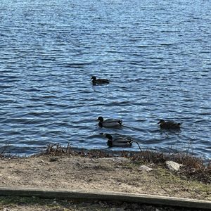 HADAD’S LAKE - Updated February 2025 - 11 Photos & 30 Reviews - 7900 ...