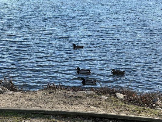 ECHO LAKE PARK - Updated December 2025 - 15 Photos - 5701 Springfield ...