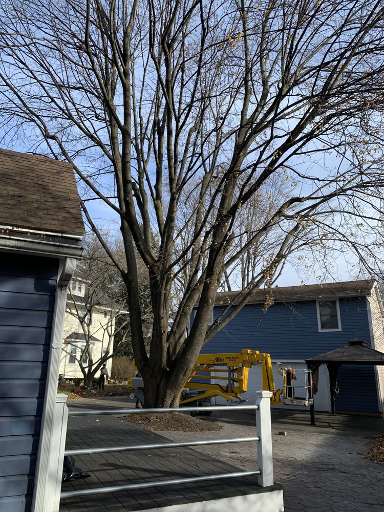 JM TREE - Updated October 2025 - 38 Photos & 16 Reviews - 636 Coldwater ...