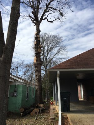 TRIPLE J TREE SERVICE - Updated July 2025 - 12 Photos & 11 Reviews ...