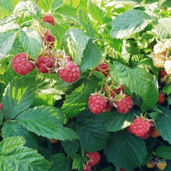 HEIDER’S BERRY FARM - Updated December 2025 - 38 Photos & 17 Reviews ...