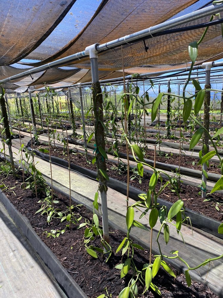 HAWAIIAN VANILLA COMPANY - 260 Photos & 304 Reviews - 43-2007 Paauilo ...