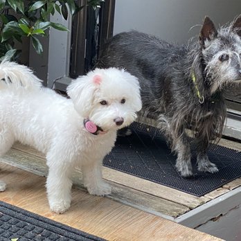 PETITE PAWS SEATTLE - Updated July 2025 - 24 Photos & 18 Reviews - 3430 ...