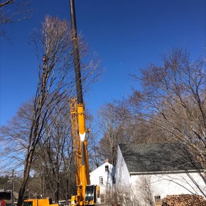 COUNTY TREE SERVICE - Updated July 2024 - 13 Reviews - North Reading ...