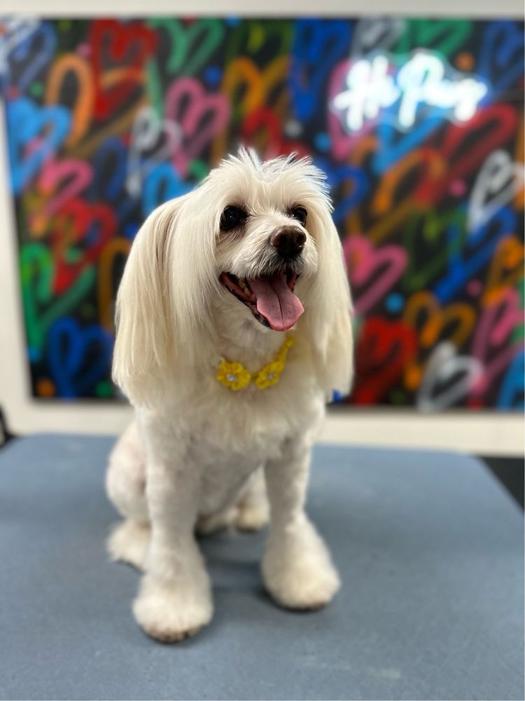 HI PAWS DOG GROOMING - Updated July 2025 - 439 Monroe Turnpike, Monroe ...