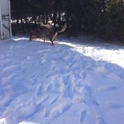 TORONTO ANIMAL SERVICES EAST SHELTER - 39 Photos - 821 Progress Avenue ...