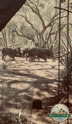 LIZARD LICK PEST CONTROL - Updated January 2026 - 40 Photos - 935 E ...