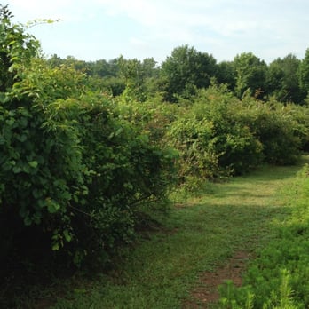 BERRY PATCH FARMS - Updated May 2025 - 25 Photos & 39 Reviews - 786 ...