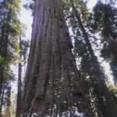 CALAVERAS BIG TREES STATE PARK - 1074 Photos & 332 Reviews - 1170 E Hwy ...