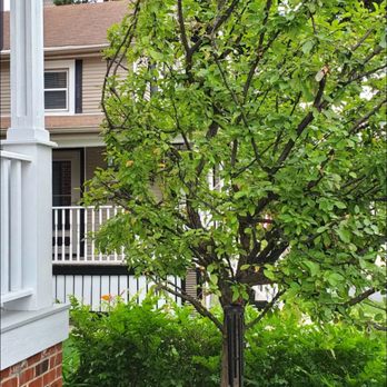 SMITTY’S TREE SERVICE - Updated October 2025 - 84 Photos & 61 Reviews ...