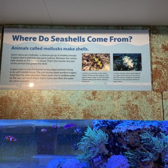 THE BAILEY-MATTHEWS SHELL MUSEUM - Updated June 2025 - 282 Photos & 84 ...