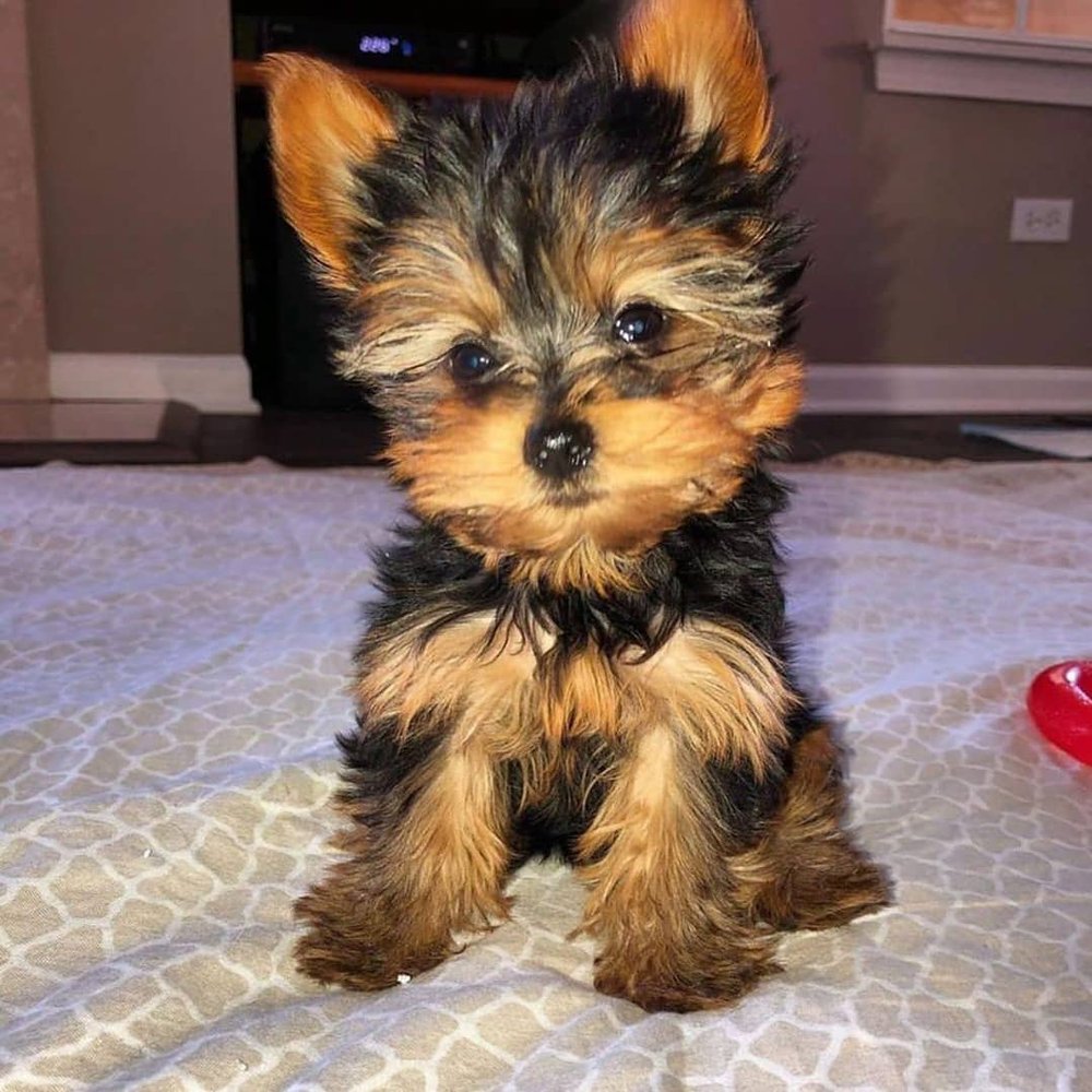 URBAN TEACUP YORKIE PUPS - Updated January 2026 - New York, New York ...