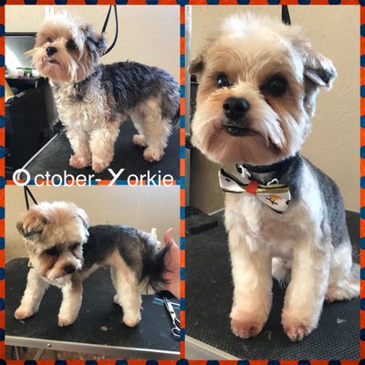 PAWSITIVE VIBES GROOMING - 26 Photos - 14 Church St, St Louis, Missouri ...